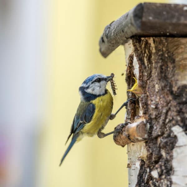 8 ways to design a wildlife-friendly garden - National Design Academy