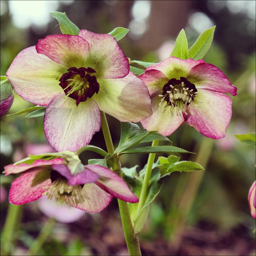 Planting Picks and Tips for an Evergreen Winter Garden - National ...