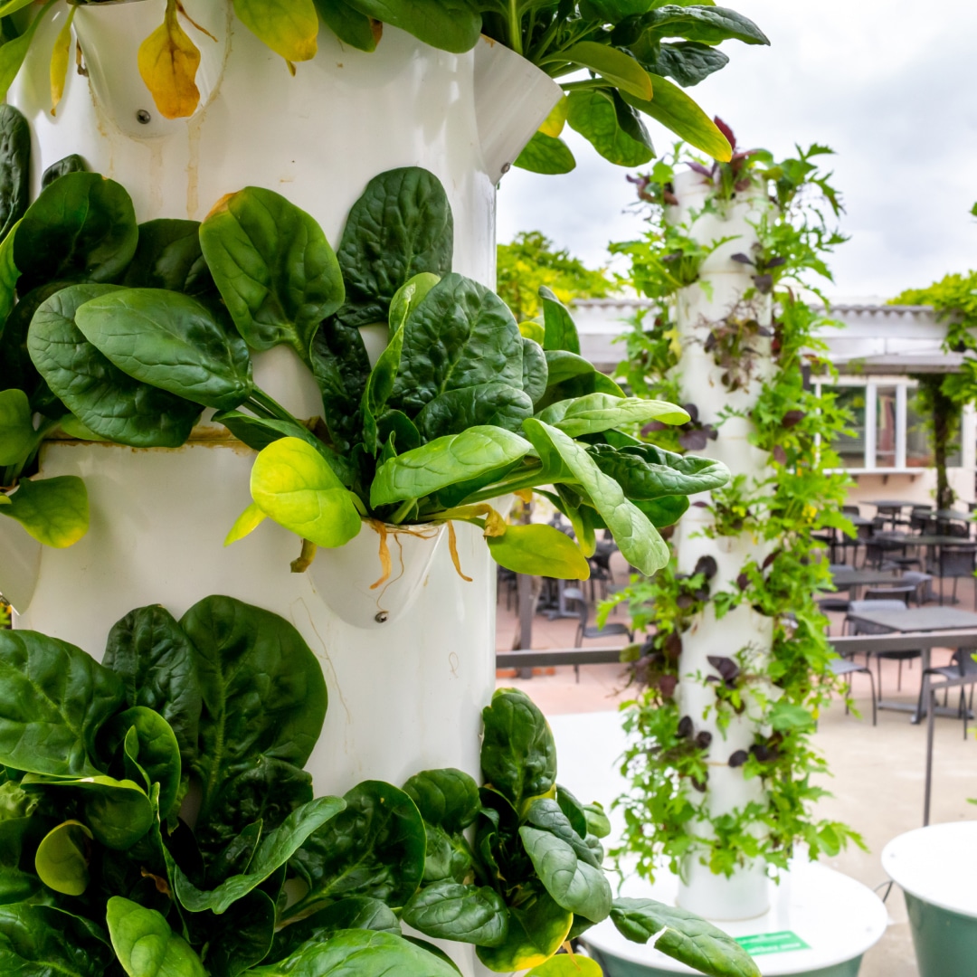 A Beginner's Guide to Hydroponics - National Design Academy